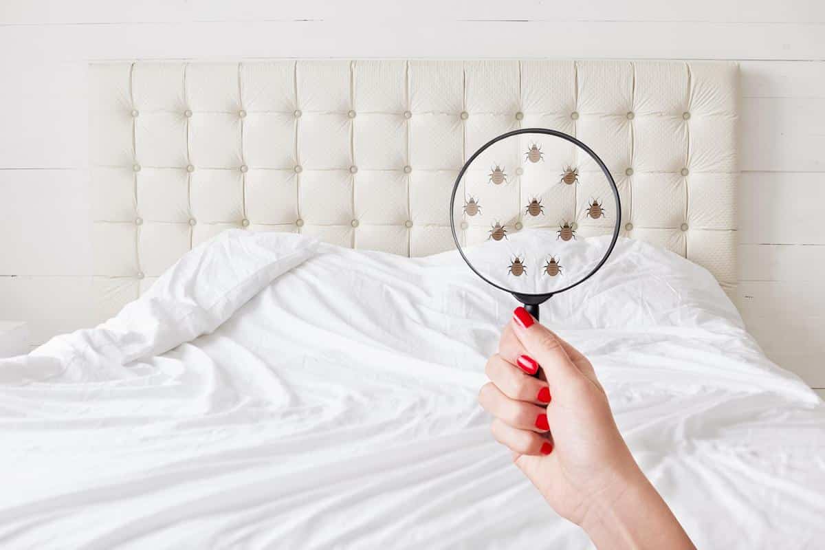 Bed Bug Procedure Policy | Grace Hill